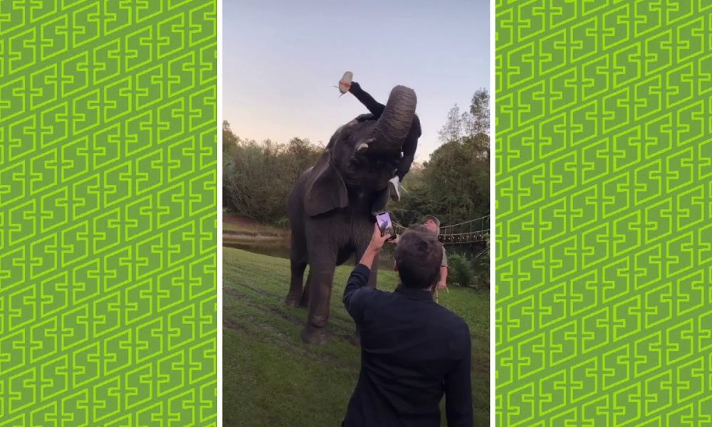 PETA Accuses Lil Pump Of Violating The Animal Welfare Act Over Elephant ...